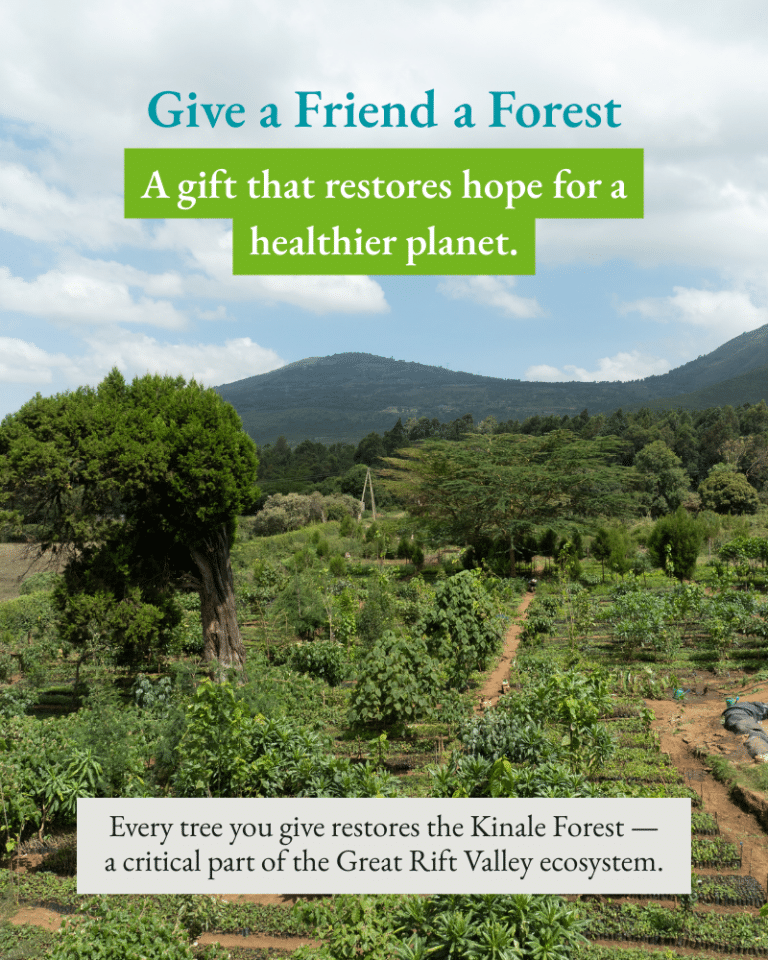Give the Gift of Trees - Climate Action Now