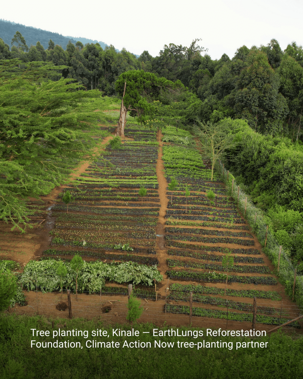 Trees for Travel! - Climate Action Now